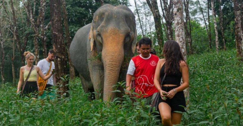 Khaolak: Sunset Elephant Walk with Complimentary Cocktail - Key Points