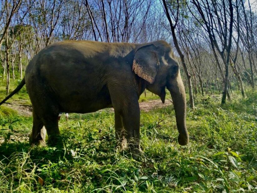 Khaolak: Sunset Elephant Walk with Complimentary Cocktail - FAQ