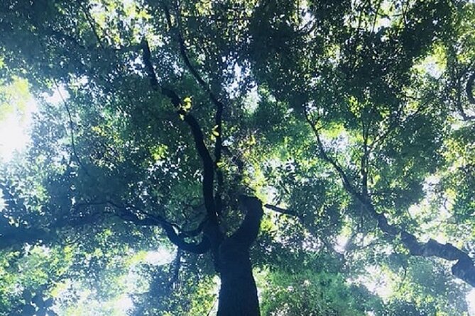 Khaosok Jungle Exploration from Khaolak - Return and Drop-off