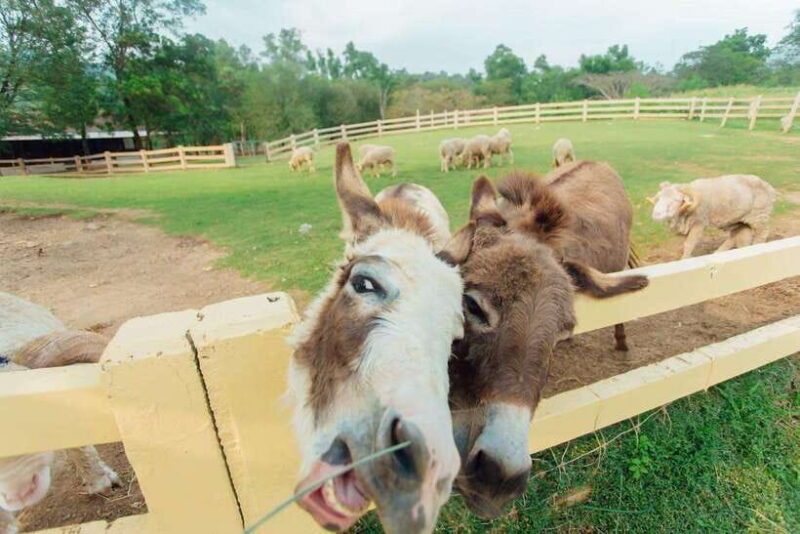 KHAOYAI : Wine Tasting Tour & Primo Piazza & Hokkaido Flower - Practical Details and Tips