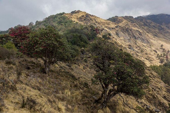 Khopra Danda Trek - A Deep Dive into the Khopra Danda Trek Experience