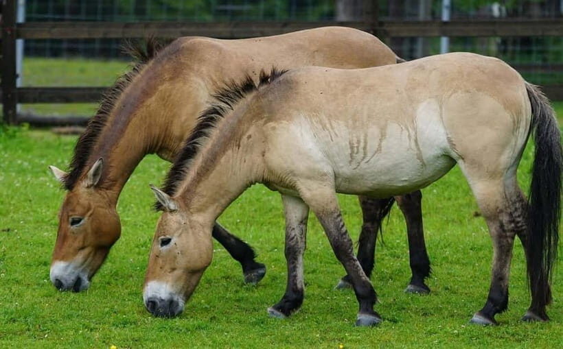 Khustai National park day tour-Wild horses - Introduction: Why Consider a Day Tour to Khustai National Park?