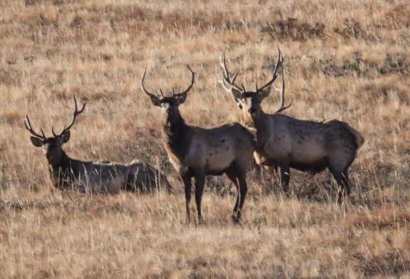 Khustai National park day tour-Wild horses - Who Will Love This Tour?