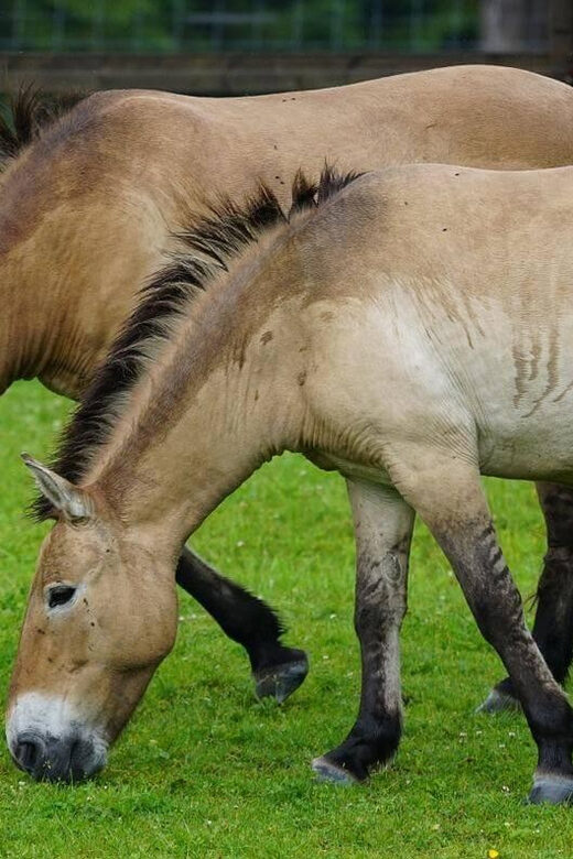 Khustai National park day tour-Wild horses - The Sum Up: Is This Tour Right for You?