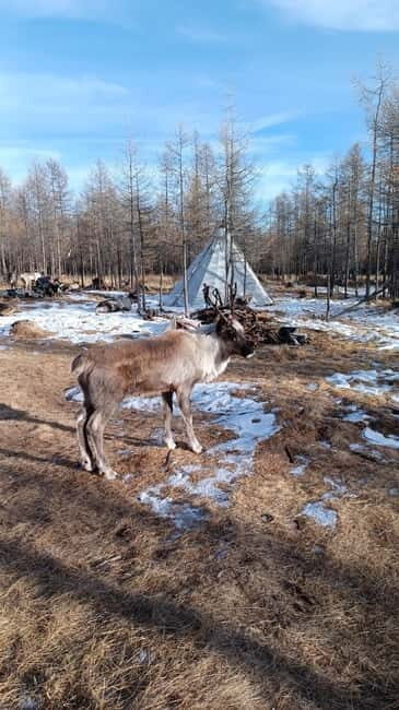 Khuvsgul: 5 day tour with Reindeer valley & frozen lakes for - Key Points