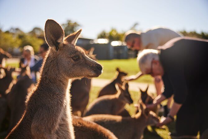 Kiama & Kangaroos - Sydney South Coast Escape Private Tour - What the Experience Means for You