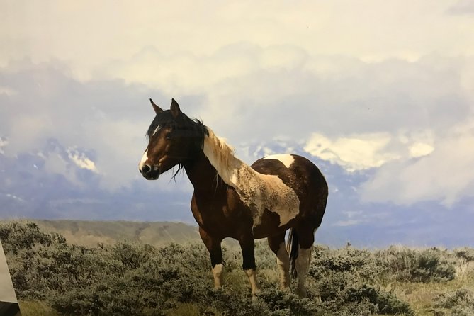 Kicking Red Canyon Wild Mustang Bus Tour Deals 5 PM In Cody - Frequently Asked Questions