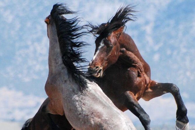 Kicking Red Canyon Wild Mustang Bus Tour Deals 8am Daily - Introduction: Why This Tour Might Be Just Your Style