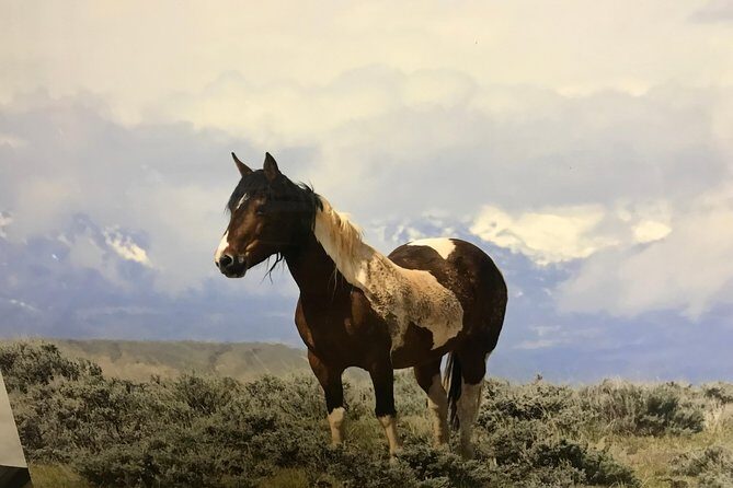 Kicking Red Canyon Wild Mustang Bus Tour Deals 8am Daily - Practical Tips for Potential Participants