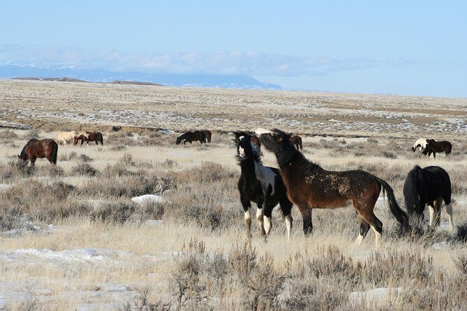 Kicking Red Canyon Wild Mustang Bus Tour Deals 8am Daily - The Sum Up