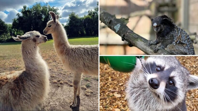 Kildare: Clonfert Farm General Admission Ticket - A Detailed Look at Clonfert Farm Experience
