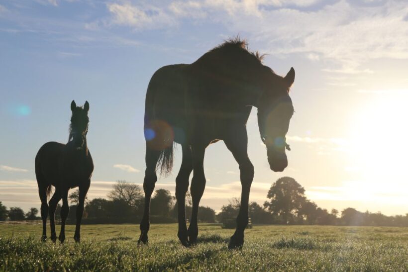 Kildare: Irish National Stud & Gardens - Discover the Irish National Stud & Gardens — An Insider’s Look
