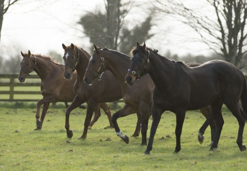 Kildare: Irish National Stud & Gardens - Authentic Experiences and Authenticity