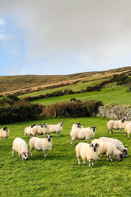 Killarney: Dingle Peninsula Photo and Sightseeing Tour - Who Should Consider This Tour?