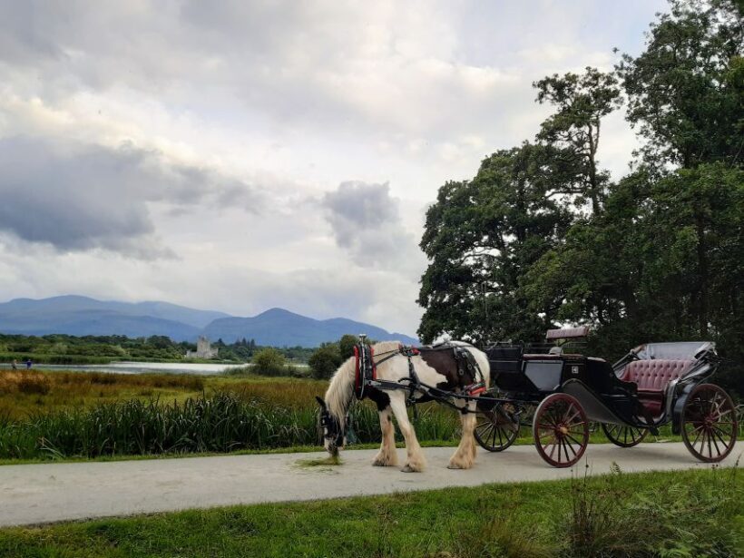 Killarney: Killarney National Park Private Tour - Key Points