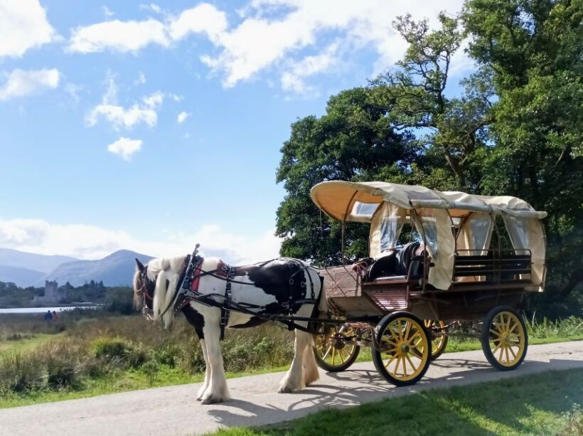 Killarney: Killarney National Park Private Tour - The Value of the Price