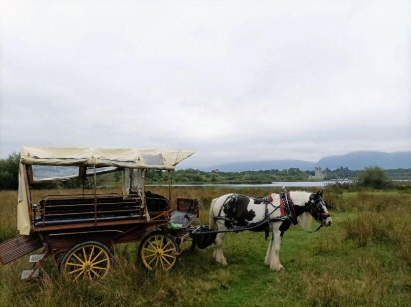 Killarney: Killarney National Park Private Tour - Final Thoughts