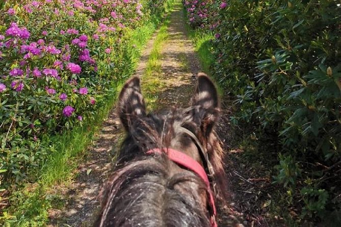 Killarney National Park Horseback Ride. Co Kerry. Guided. 2 Hours. - Preparing for the Ride