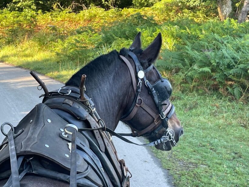 Killarney National Park Jaunting Car Tour - Key Points