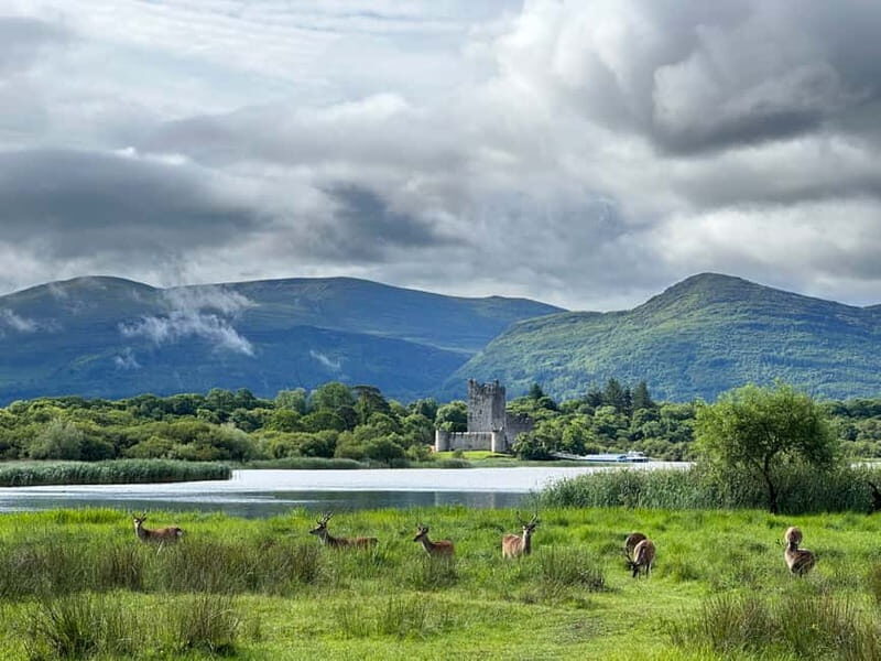 Killarney National Park Tour - Exploring Killarney National Park by Horse & Carriage