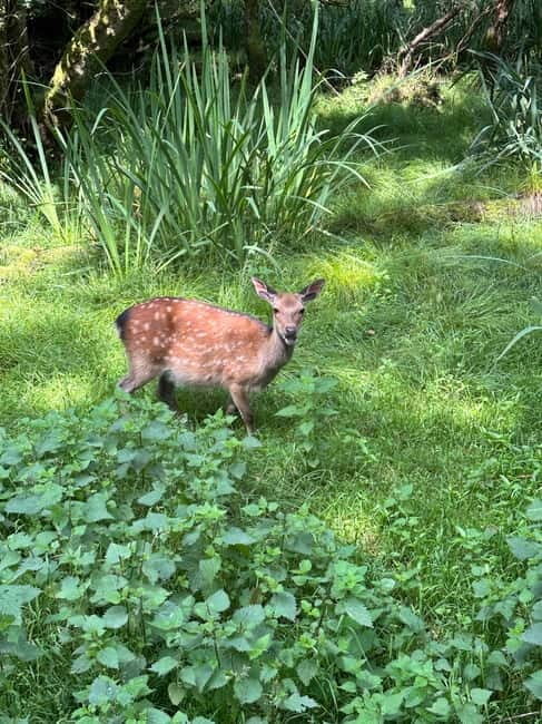 Killarney National Park Tour - Is It Worth the Price?