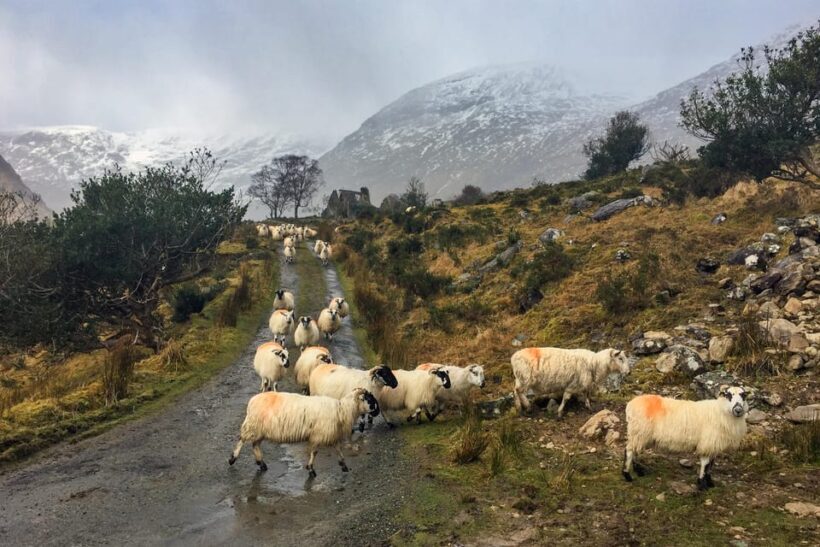 Killarney: The Ring of the Reeks - Backroads Rural Tour - FAQ