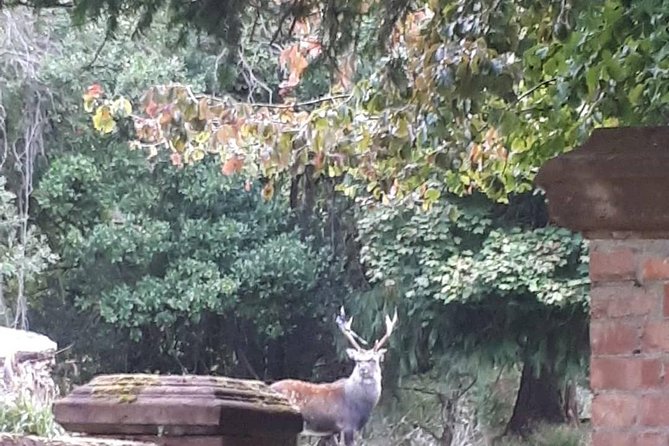 Killarney Valley & National Park Tour - Customer Feedback