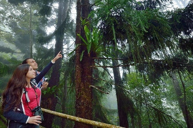 Kinabalu National Park Tour - A Detailed Look at the Kinabalu National Park Tour