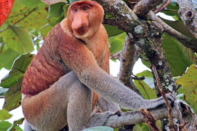 Kinabalu Park And Poring Hot Spring Private Day Tour - Transport and Timing