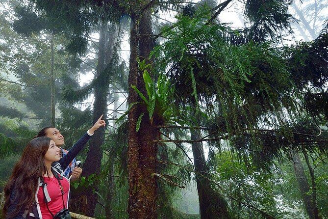 Kinabalu Park Tour with Desa Dairy Farm & Poring Hot Springs - Final Thoughts: Is This Tour Worth It?