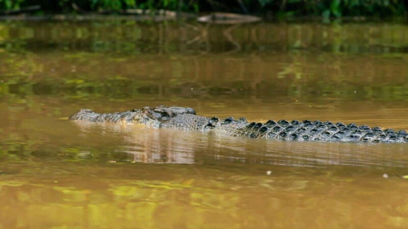 Kinabatangan River Trip from Sandakan with Lunch Included - Who Should Consider This Tour?