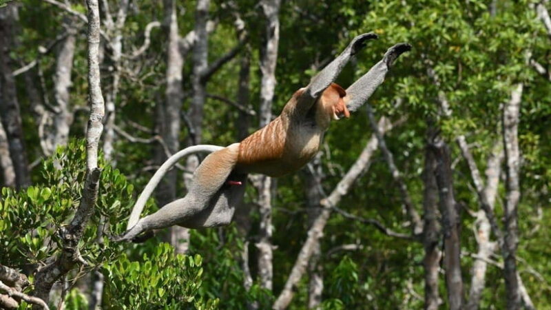 Kinabatangan River Trip from Sandakan with Lunch Included - Final Thoughts: Is This Tour Worth It?