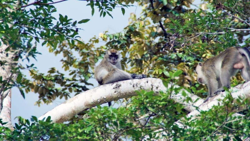 Kinabatangan River Trip from Sandakan with Lunch Included - Frequently Asked Questions