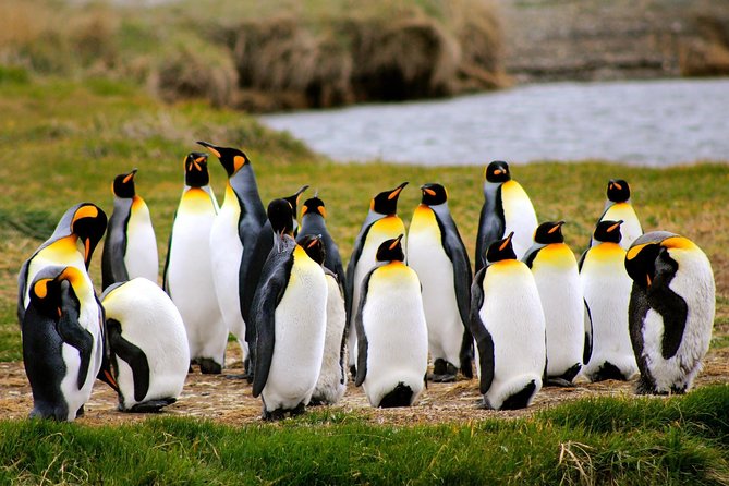 King Penguin Nature Reserve - Tierra Del Fuego Island - Key Points