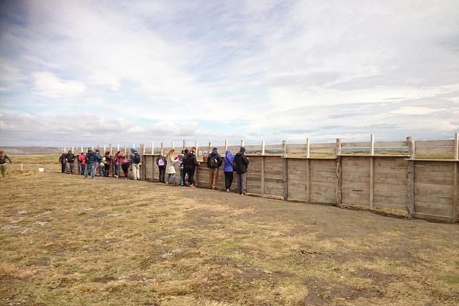 King Penguin Nature Reserve - Tierra Del Fuego Island - Itinerary and Experience