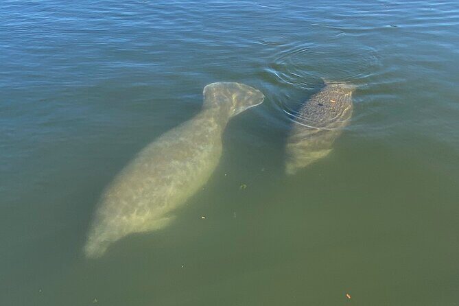 Kings Bay Eco Tours - FAQs