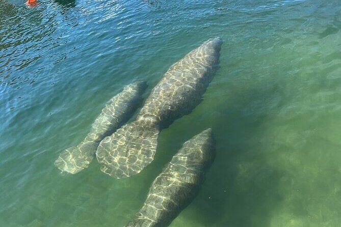 Kings Bay Manatee Watching Cruise - The Itinerary: What to Expect