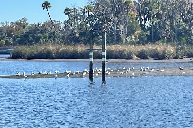 Kings Bay Manatee Watching Cruise - Authentic Experiences from Fellow Travelers
