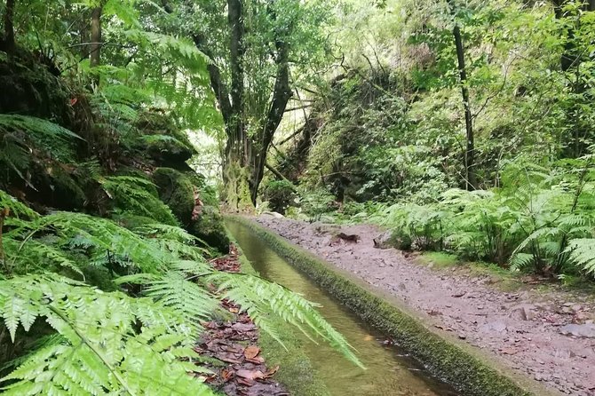 Kings Levada - São Jorge - Meeting Time and Accessibility