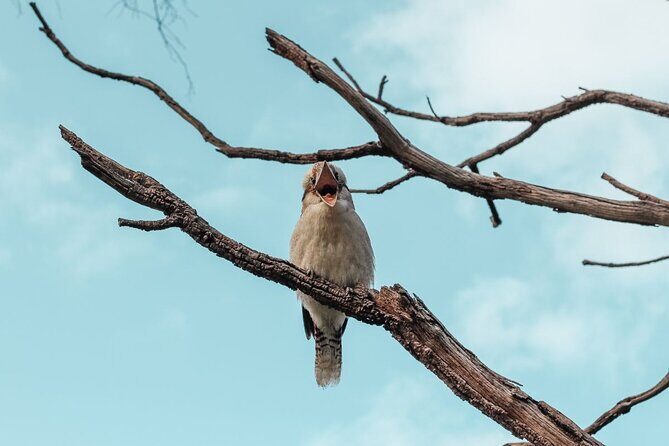 Kings Park Botanicals And Beyond - A Closer Look at the Itinerary