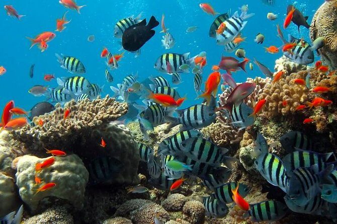 Kings Warf Catamaran Cruise, Snorkel & Refreshments - Caveats and Considerations: What You Should Know