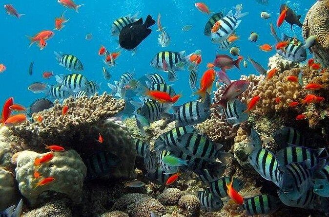 Kings Warf Catamaran Cruise, Snorkel & Refreshments - Who Should Consider This Experience?