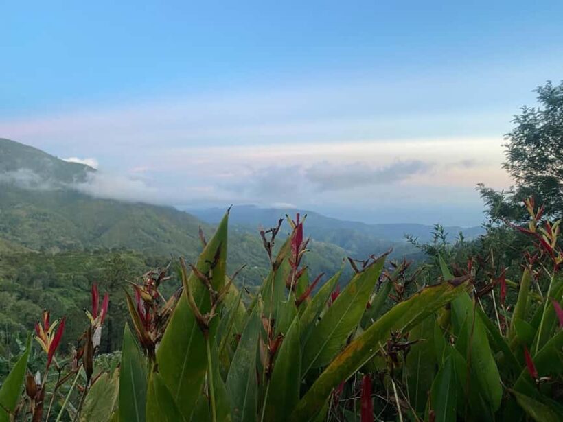 Kingston: Blue Mountain Peak Hike and Coffee Farm Experience - The Itinerary and What to Expect