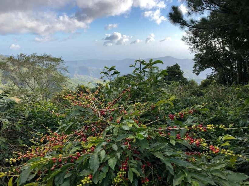 Kingston: Blue Mountain Peak Hike and Coffee Farm Experience - Pricing and Value