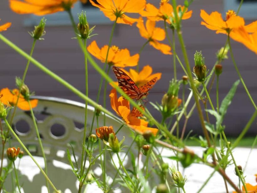 Kingston Blue Mountains Tour with Coffee Tasting - Who Will Enjoy This Tour?