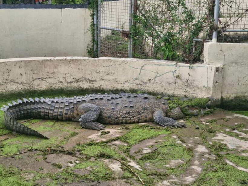 Kingston like a local  the authentic city tour - FAQ