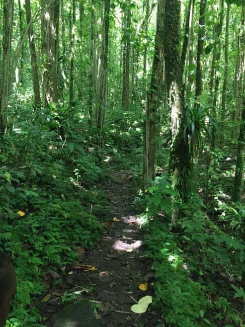 Kingstown: Montreal Gardens and Belmont Lookout Tour - Key Points