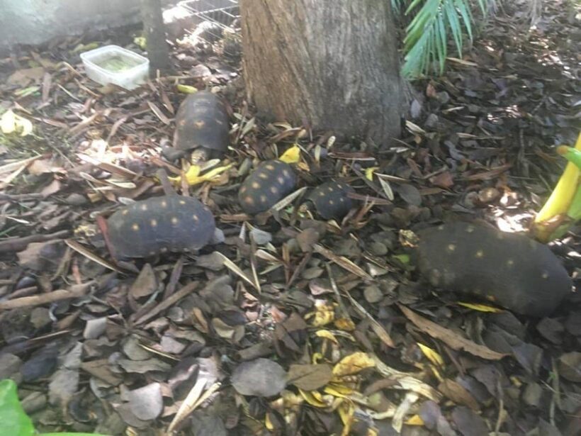 Kingstown: St. Vincent Pirates of the Caribbean Tour - Final Thoughts: Who Will Love This Tour?