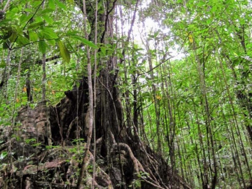 Kingstown: Vermont Nature Trail Hike with Parrot Viewing - Exploring the Vermont Nature Trail Hike with Parrot Viewing in Kingstown, Saint Vincent