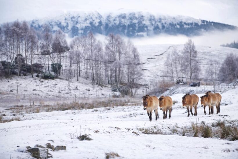 Kingussie: Highland Wildlife Park Entry Ticket - Key Points